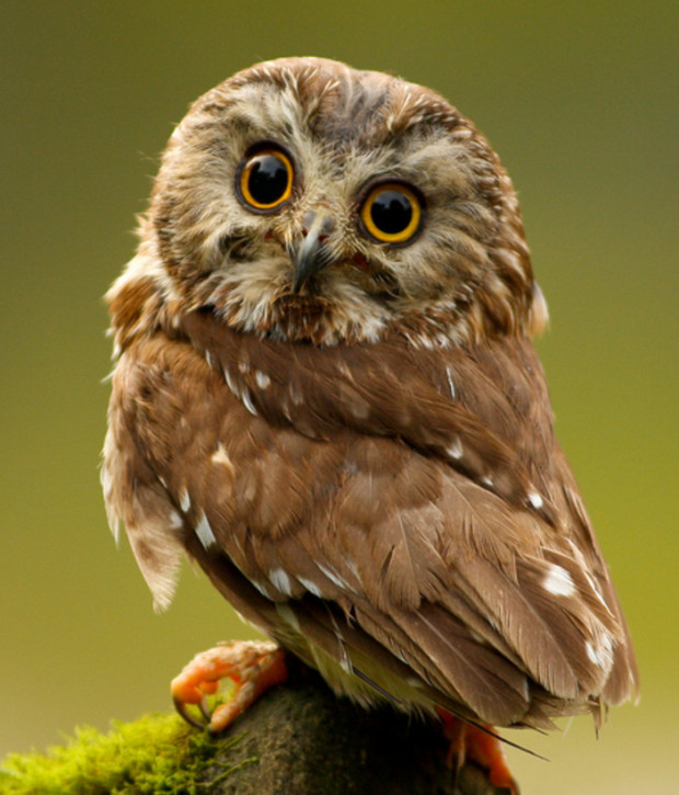 Wake of Vultures Review: Oh Give Me a Home Where the Cannibal Owls Roam